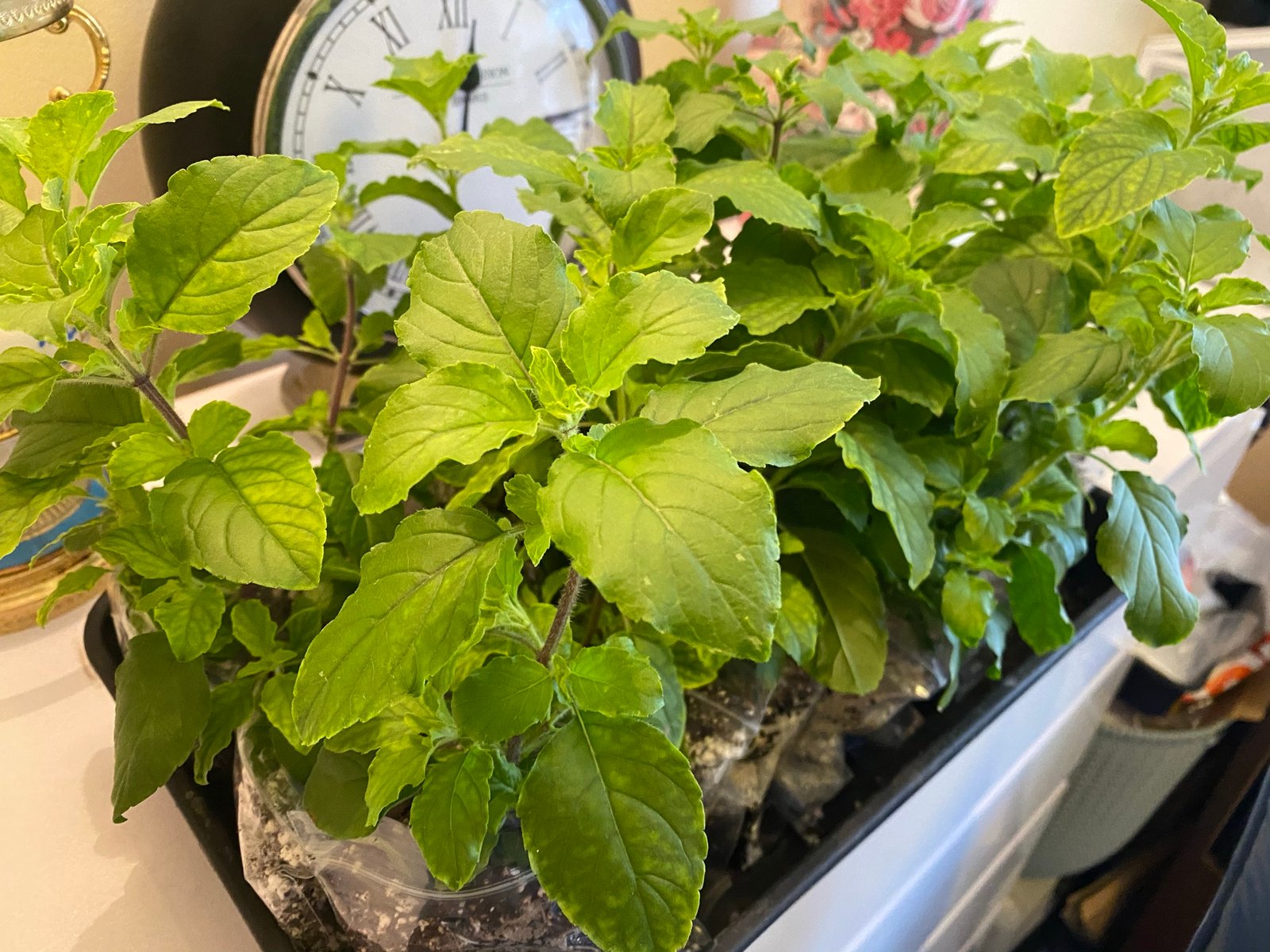 How to Use Tulsi Leaves for Health and Home Remedies in the UK - 🌿 ...